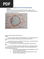 Grade 12 Life Science The Eye | PDF | Eye | Myopia