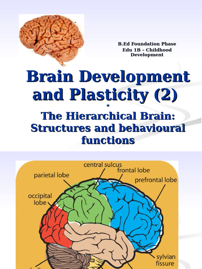Brain Development and Plasticity 2 | PDF | Brain | Brainstem