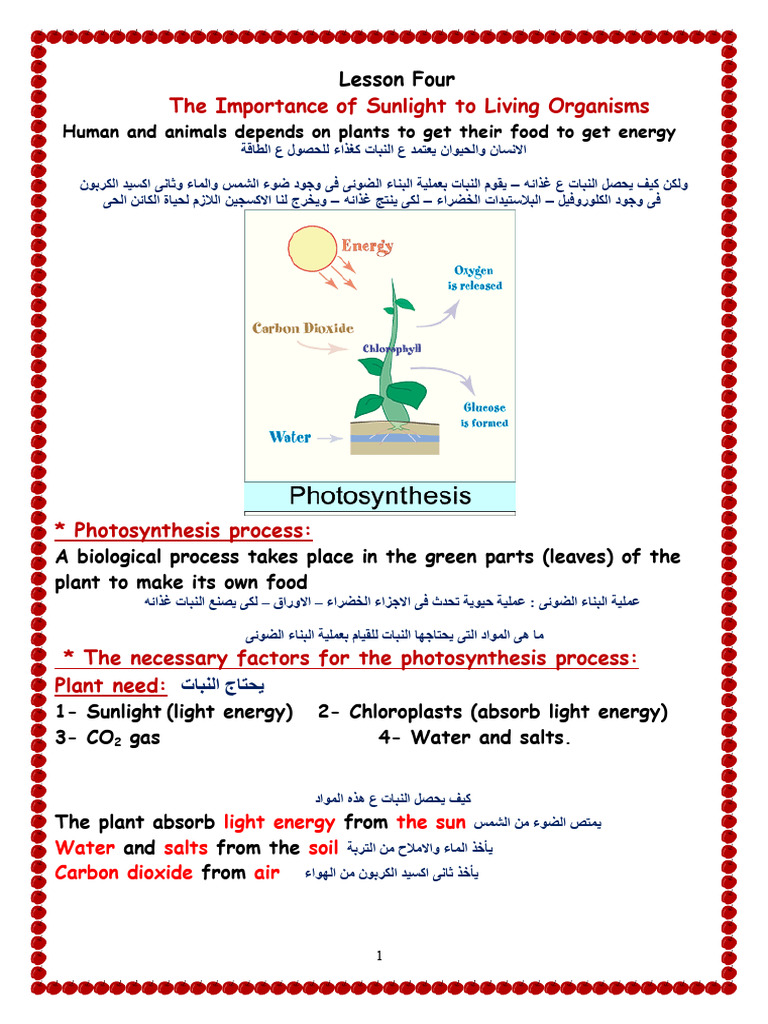 Grade 4 Lesson 4 Second Term 2019 | PDF | Photosynthesis | Plants