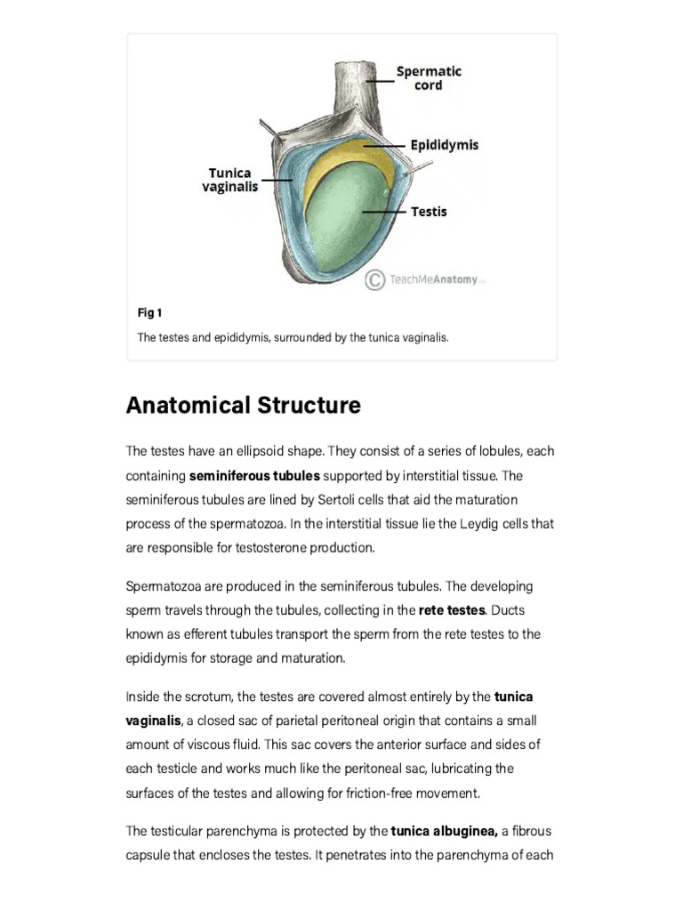 The Testes and Epididymis - Structure - Vasculature - TeachMeAnatomy ...