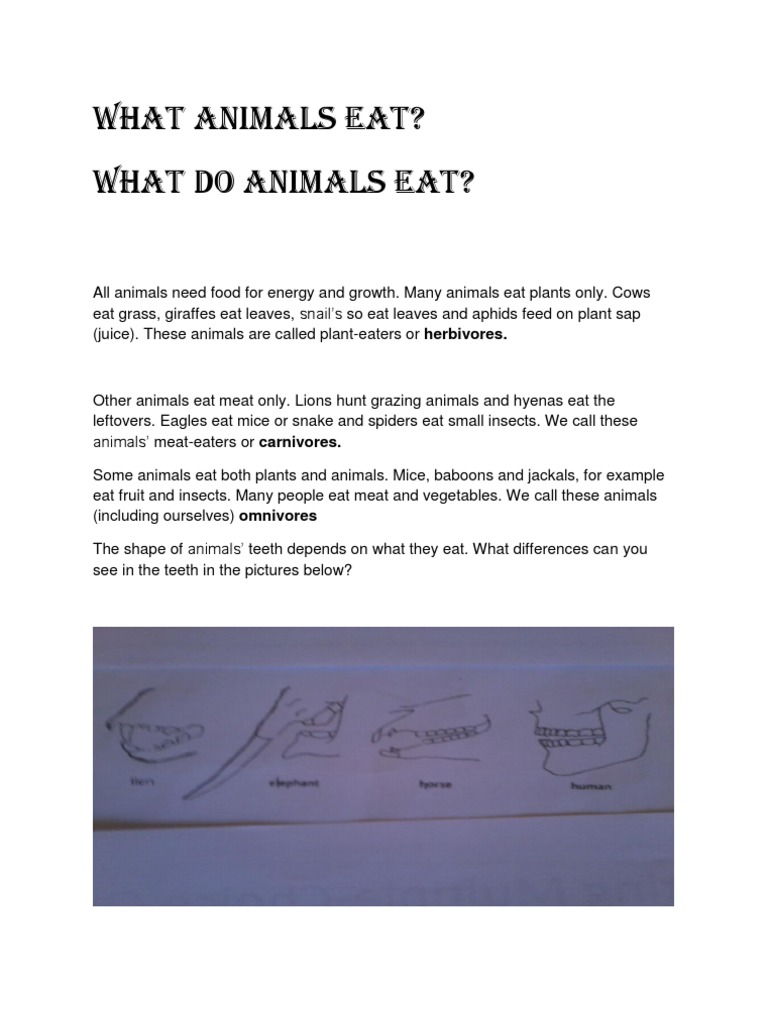 Understanding Animal Diets and Food Chains | PDF