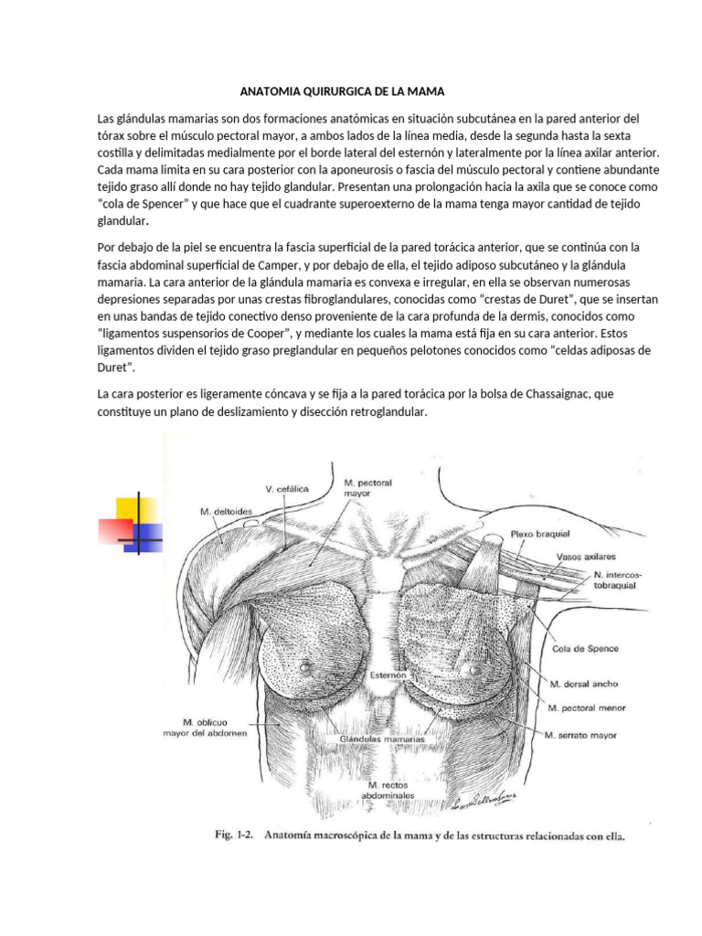 Anatomia Quirurgica de La Mama | PDF | Pecho | Especialidades Medicas