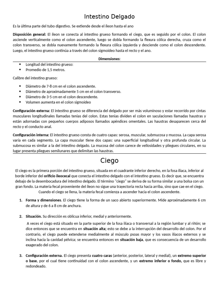 Anatomía del Ciego y Apéndice | PDF | Intestino grueso | Tracto ...