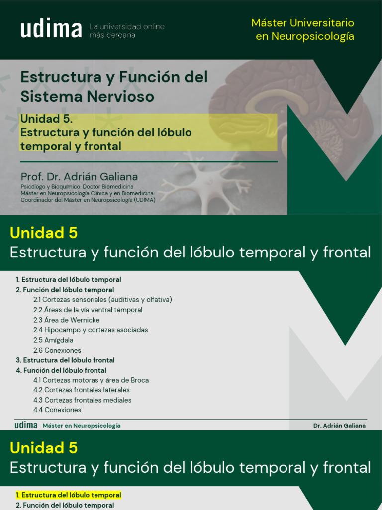 Estructura y función del lóbulo temporal y frontal | PDF | Lóbulo ...