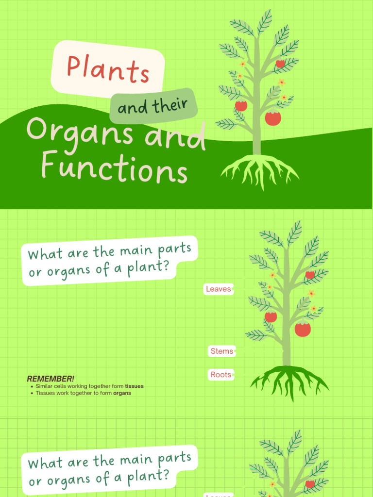 Understanding Plant Organs and Systems | PDF | Plant Stem | Leaf