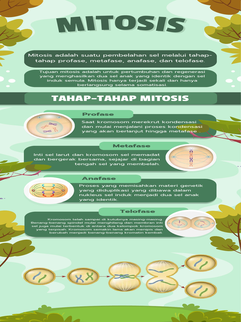 Silvia (32) Lintang (22) Kelas 12-2 Mitosis | PDF