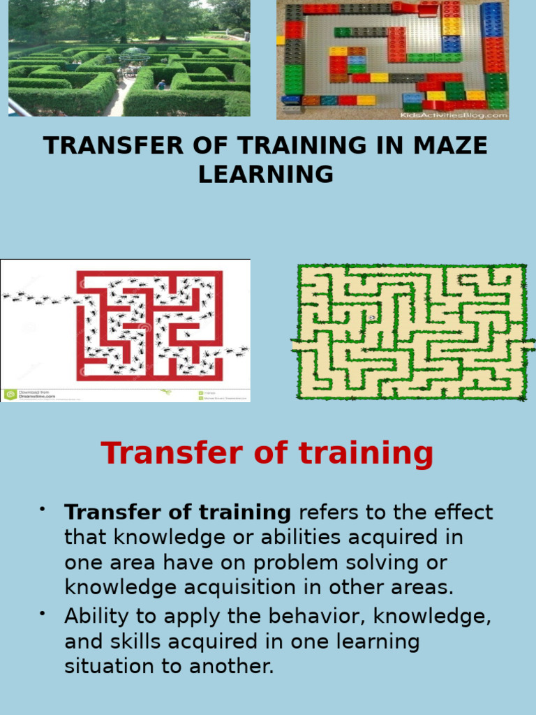 Transfer of Training in Maze Learning | PDF | Maze | Labyrinth