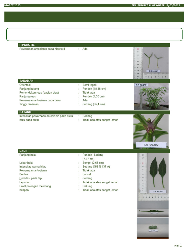 Deskripsi Varietas Tanaman Cabai CB96307 | PDF