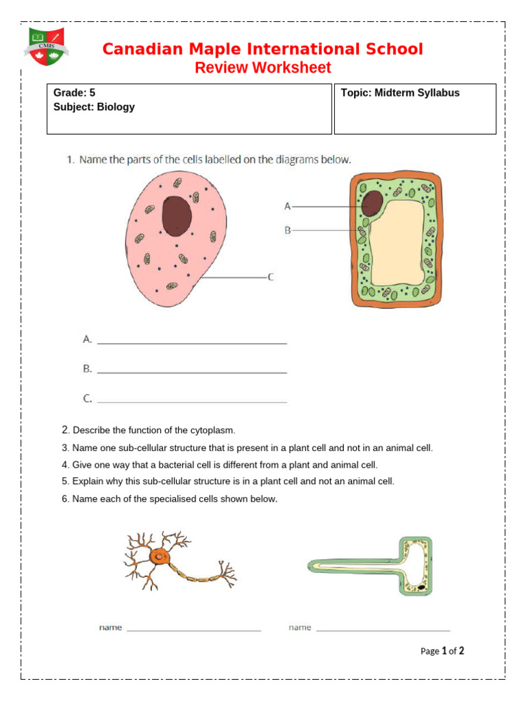 G5 Biology Midterm RWS T1 2024-25 | PDF
