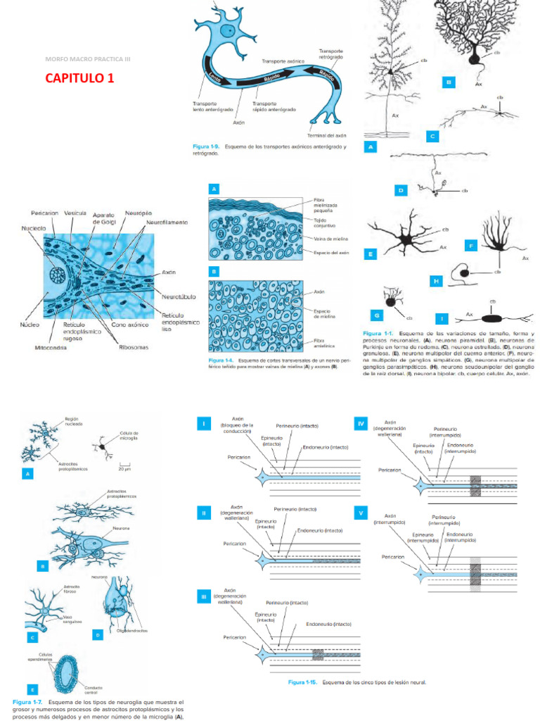 Cap 1-4-5 Afifi | PDF