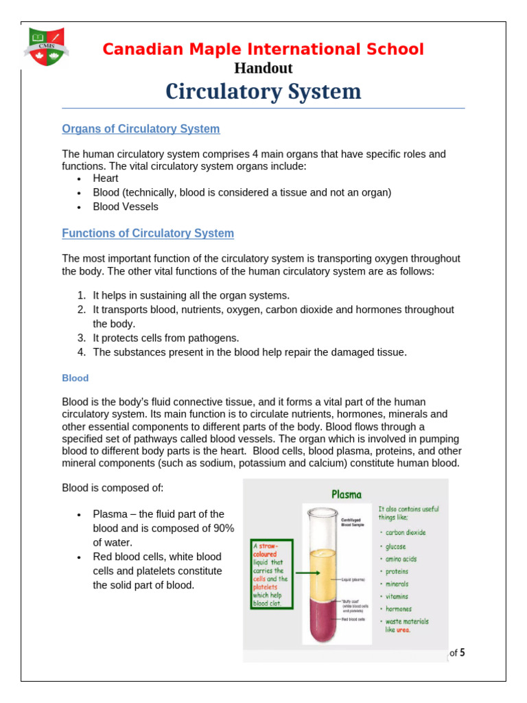 G6 Biology Circulatory System Handout T1 2024-25 | PDF | Circulatory ...