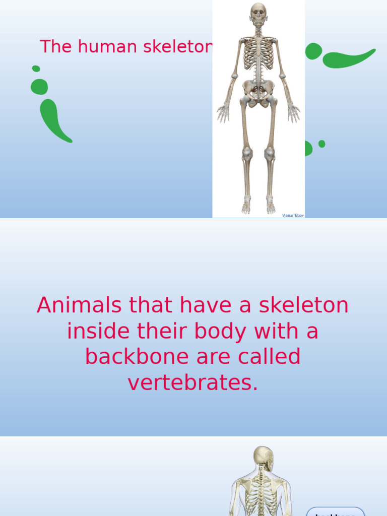 Human Skeleton Overview for Grade 10 | PDF