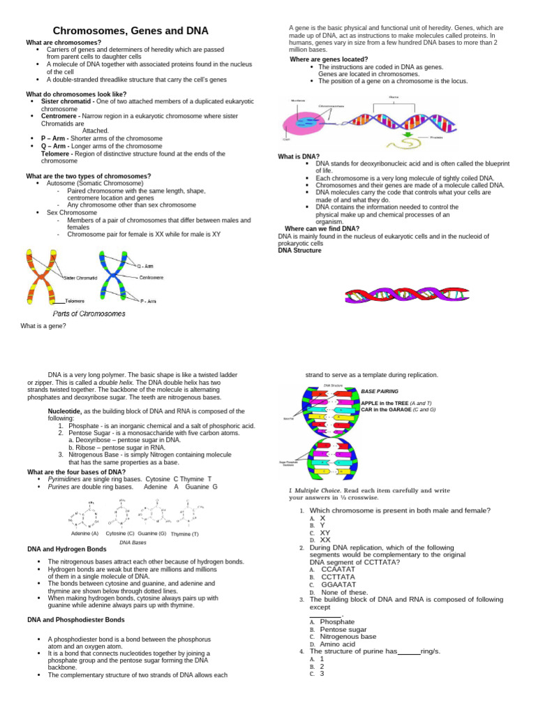 Module 4 Chromosomes DNA Gene Students Cop | PDF | Dna | Chromosome