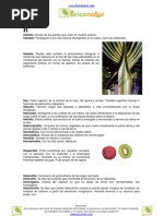 Glosario de briofitos y caulidios | PDF | Hoja | Plantas