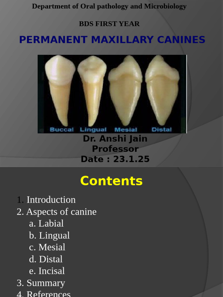 Maxillary Canine | PDF | Dental Anatomy | Primate Anatomy