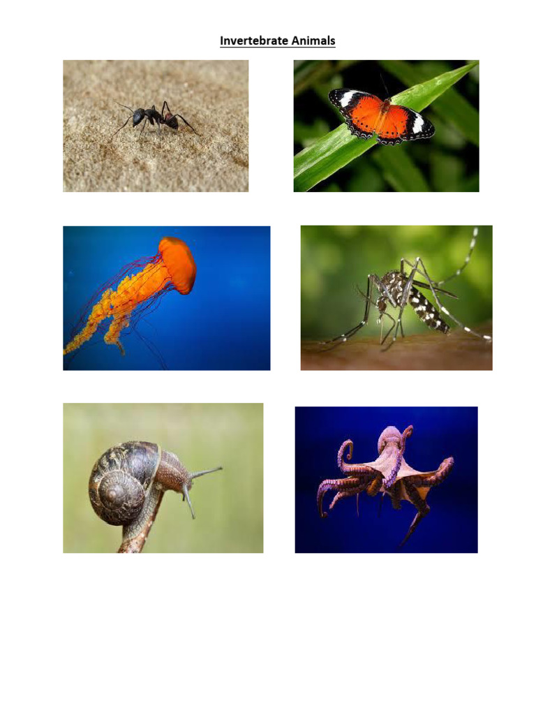 Invertebrate Animals | PDF