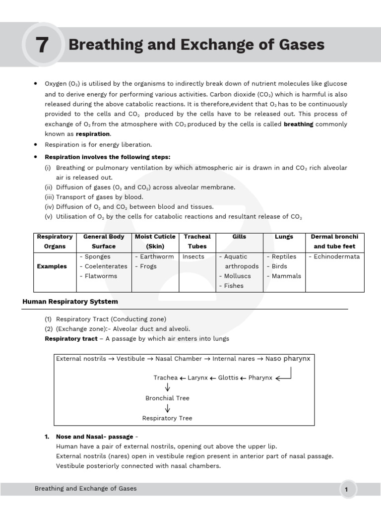 Breathing Exchange of Gases 1753292554288 | PDF | Respiratory System ...