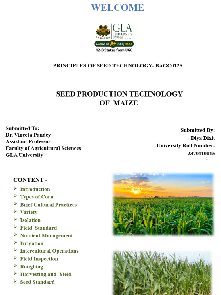Seed Production Technology of Maize | PDF | Maize | Sowing
