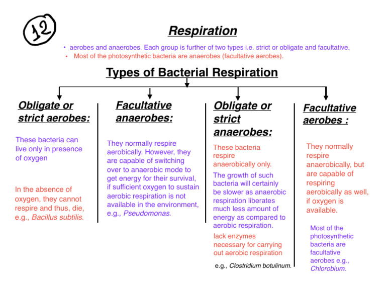 NEET Biological Classification-7-Bacteria Respiration Other | PDF ...