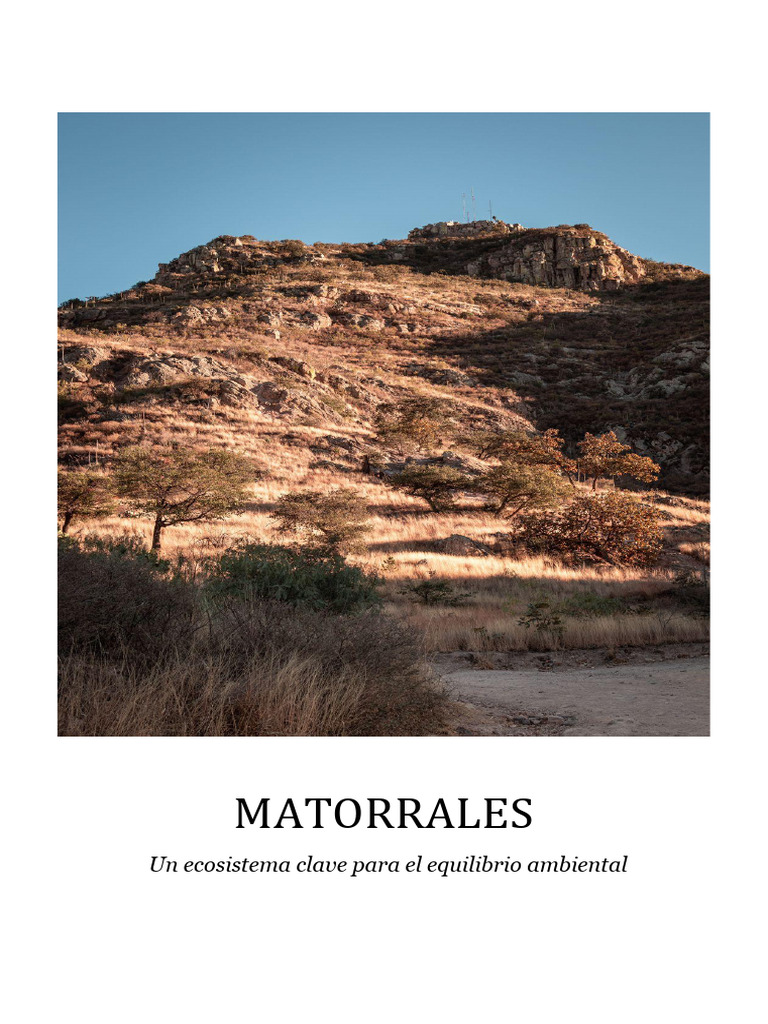 Matorrales: Ecosistema y Biodiversidad | PDF | Biodiversidad | Entorno ...
