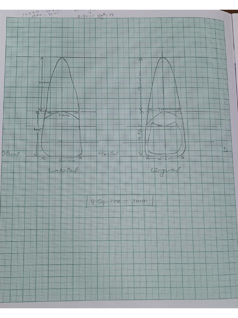 Dental Anatomy Practical File | PDF