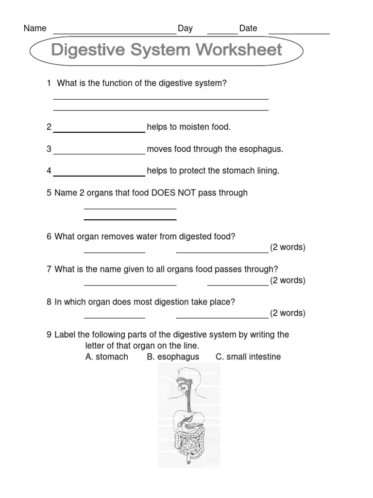 Revision Worksheet - Digestive System | PDF