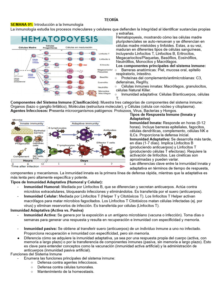 Inmuno | PDF | Célula B | Célula T