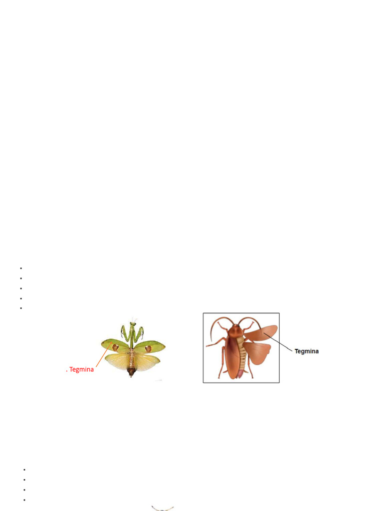 Types of Insect Wings Explained | PDF