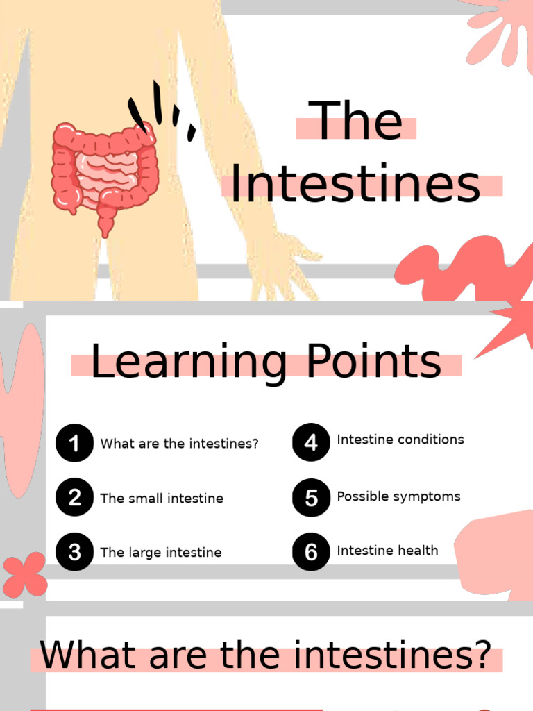 The Intestines Digestion Presentation in A Pink Bold Style | PDF ...