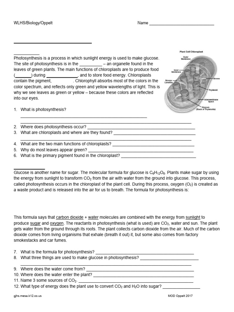 HANDOUT - Photosynthesis Cell Respiration Worksheet | PDF | Cellular ...
