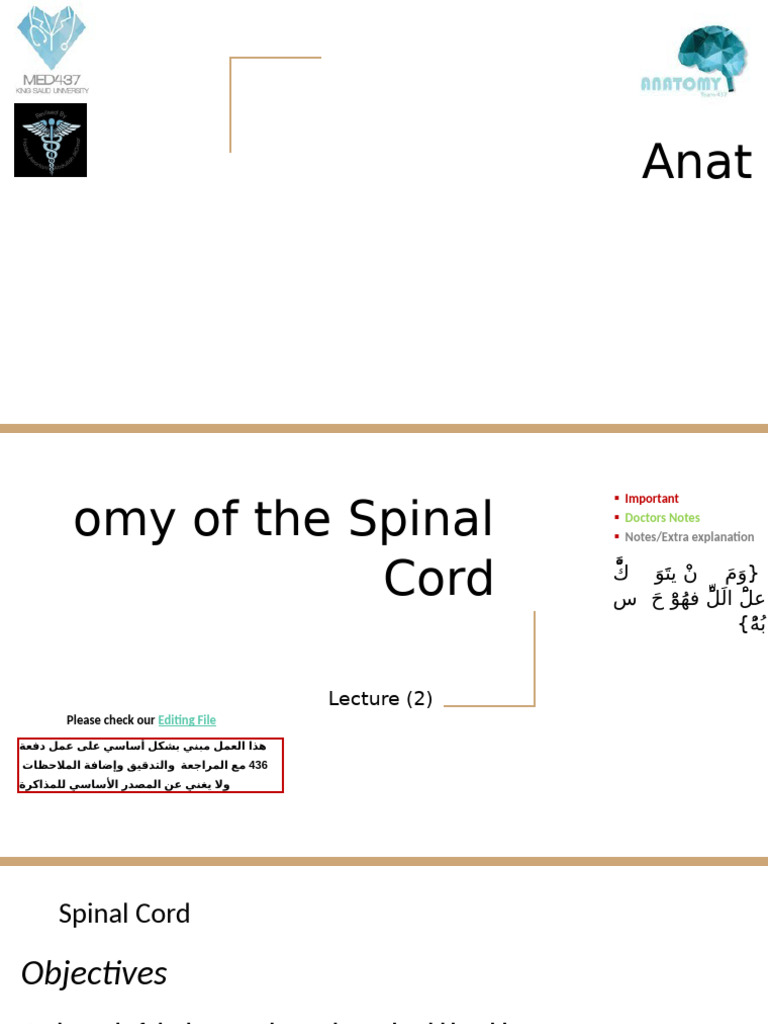 2 - Anatomy of The Spinal Cord Edited | PDF | Spinal Cord | Motor Neuron