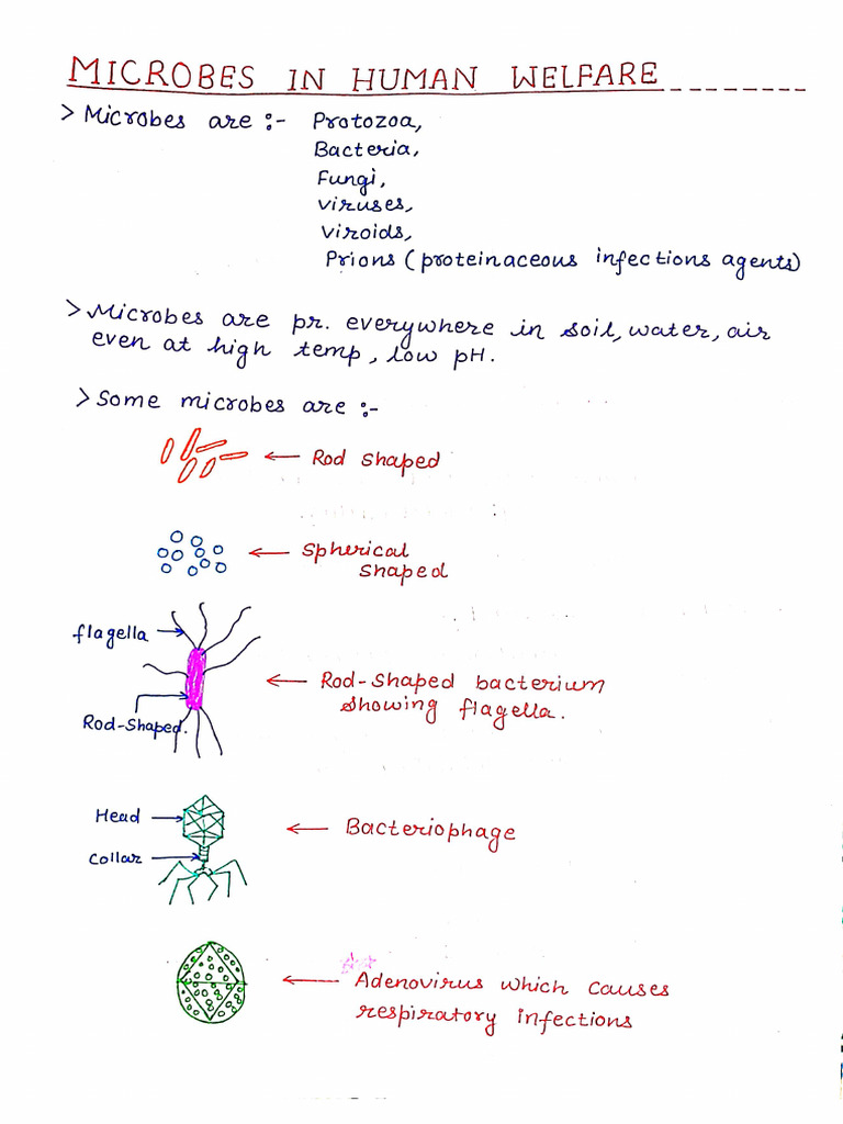 Microbes Ga Sir HD Note | PDF
