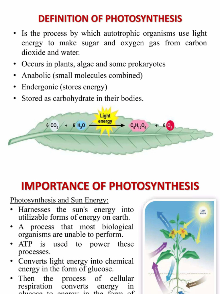 Photosynthesis 2 | PDF