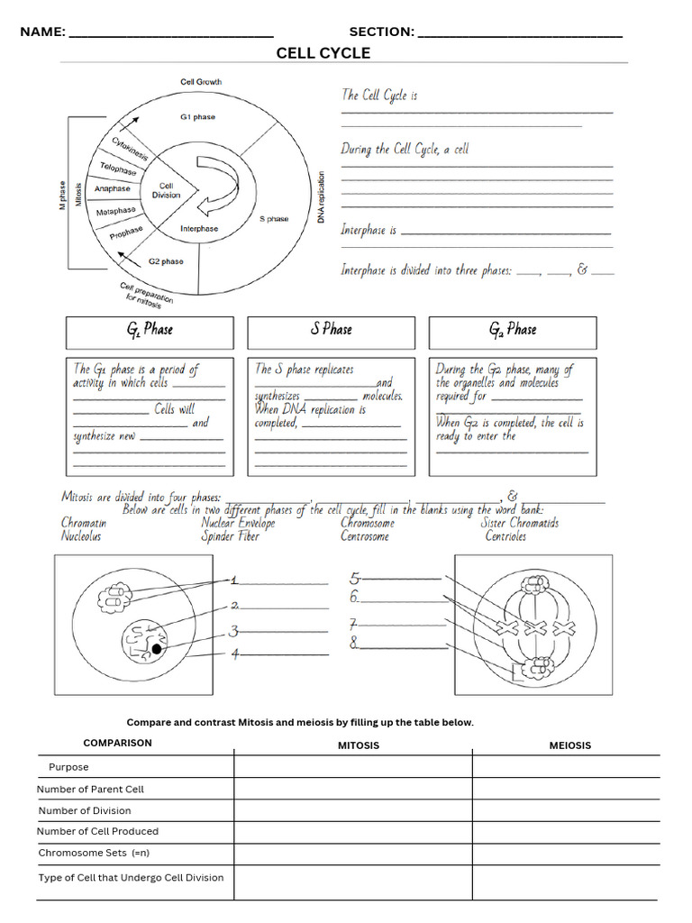 Cell Cycle | PDF