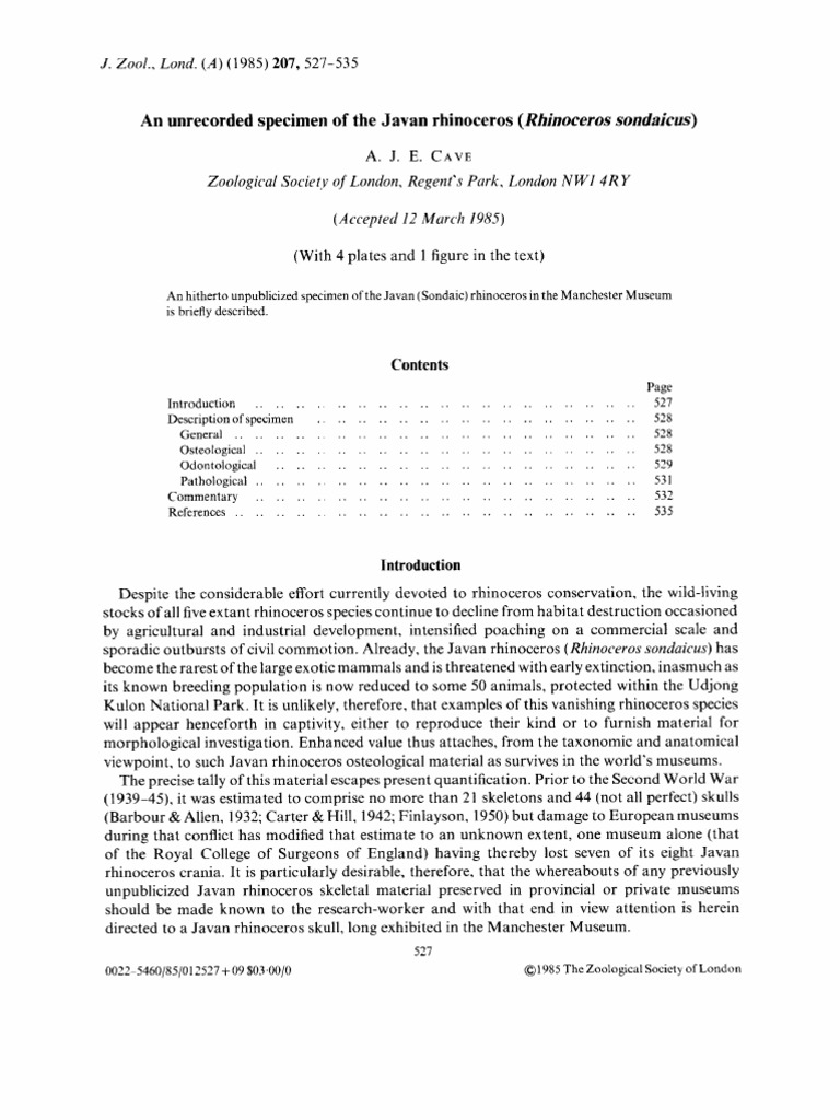 Cave - 1985 - An Unrecorded Specimen of The Javan Rhinoceros | PDF | Skull | Dental Anatomy