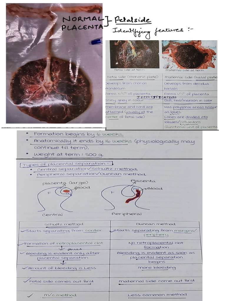 Specimens Obgy | PDF