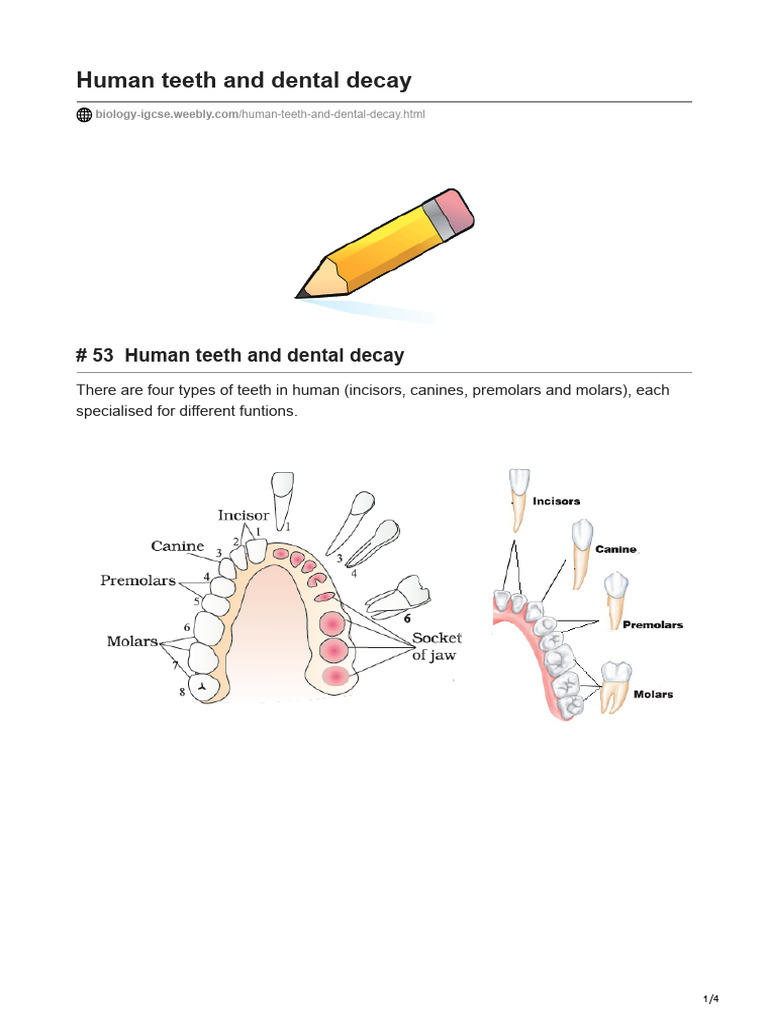 Human Teeth and Dental Decay | PDF