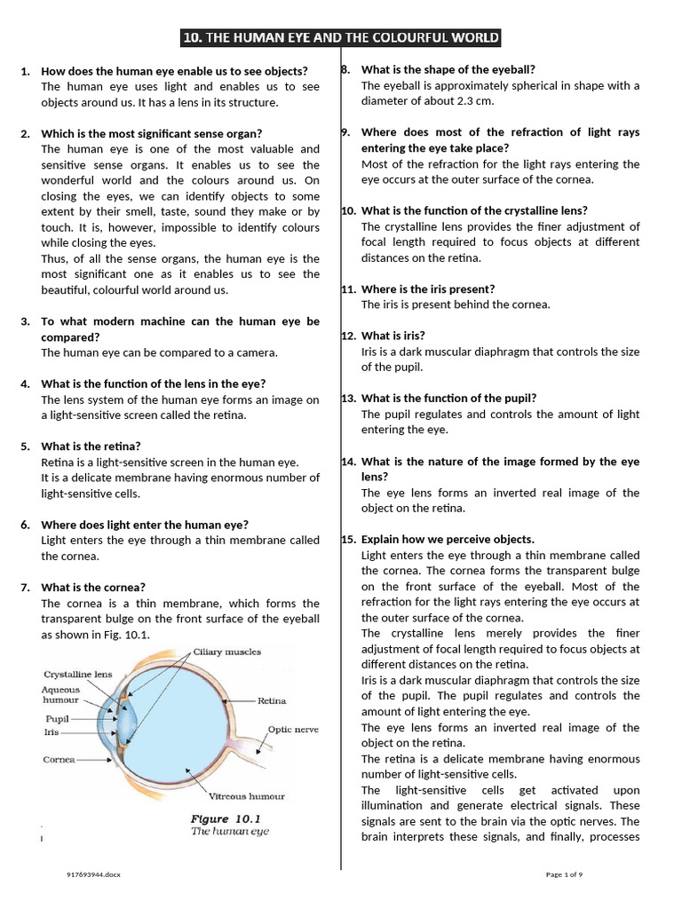 Understanding Human Eye Functionality | PDF | Sunset | Human Eye