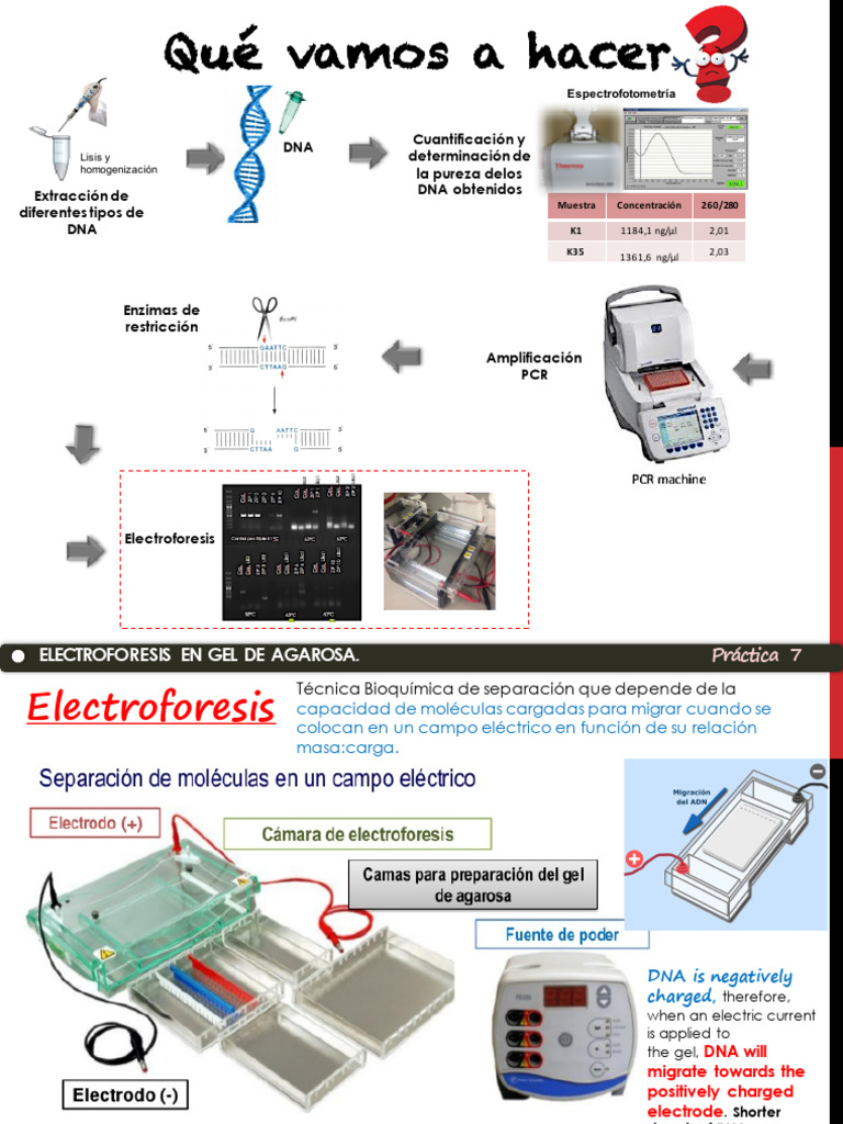 Electroforesis-1 | PDF | Electroforesis en gel de agarosa | Electroforesis