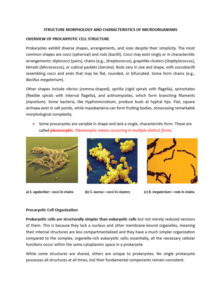 Structure Morphology and Characteristics of Microorganisms | PDF | Cell ...