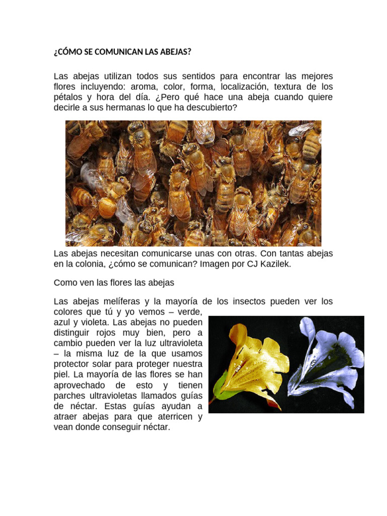 Comunicación de las Abejas: El Baile | PDF | Abejas | Perros