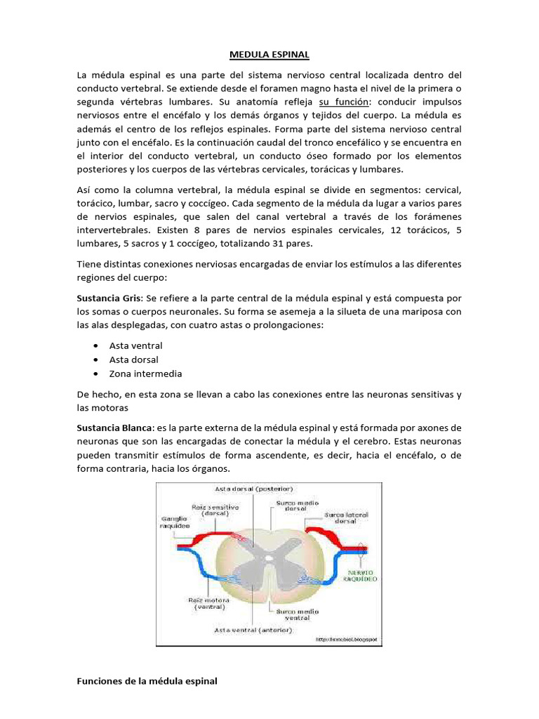 Medula Espinal Morfologia | PDF | Médula espinal | Materia gris