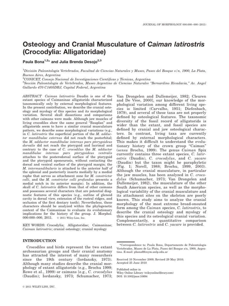 Osteology and Cranial Musculature of Caiman Latirostris (Crocodylia ...