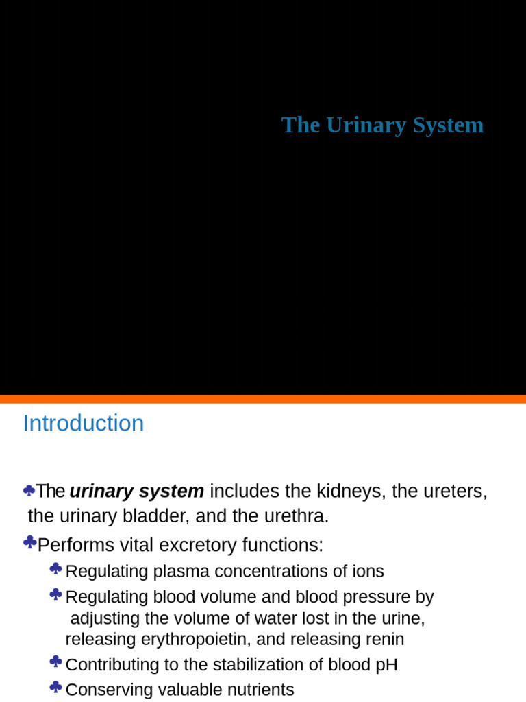 Overview of the Urinary System | PDF | Kidney | Urinary System