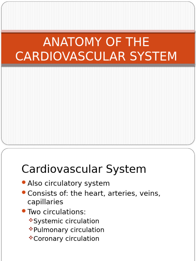 Cardiovascular System Overview | PDF | Heart | Circulatory System