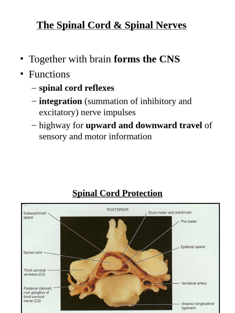 Spinal Cord and Reflex | PDF | Spinal Cord | Human Anatomy