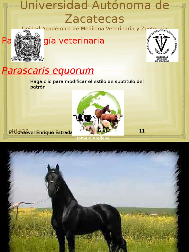 Parascaris Equorum. 2 | PDF | Caballos | Équidos