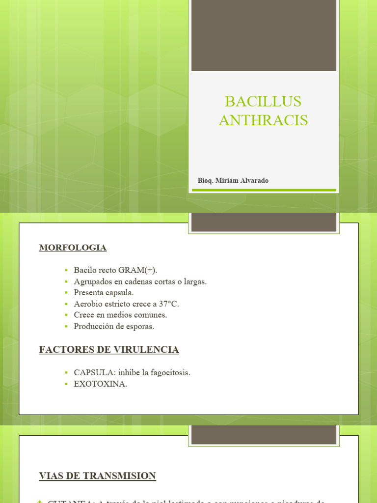 Bacillus anthracis: Morfología y Patología | PDF | Ántrax ...