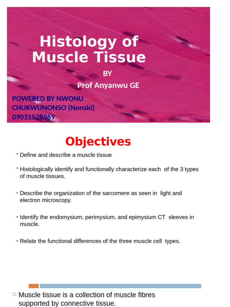 6. Histology of Muscle Tissue | PDF | Skeletal Muscle | Cardiac Muscle