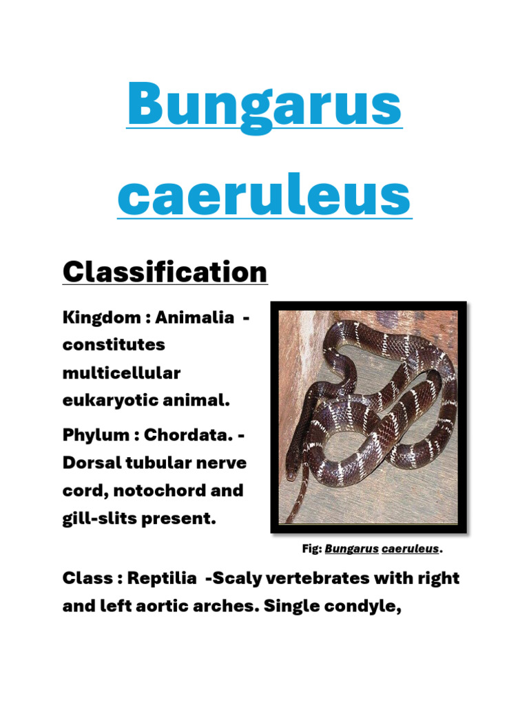 Bungarus Caeruleus | PDF